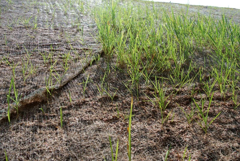 Permanent Slope Protection Using the Close Turfing Method To Prevent ...