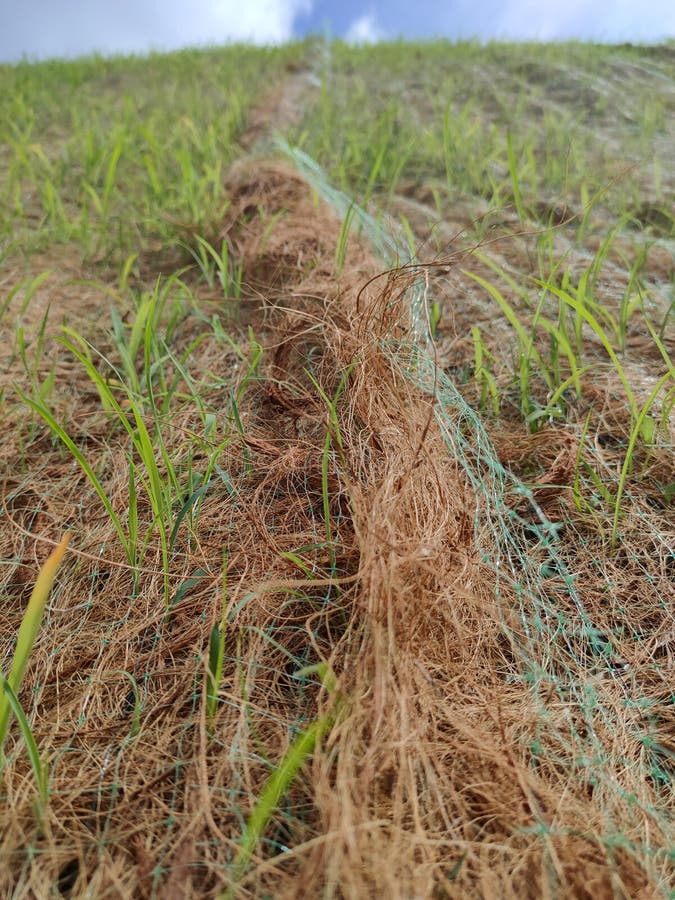 Permanent Slope Protection Using the Close Turfing Method To Prevent ...