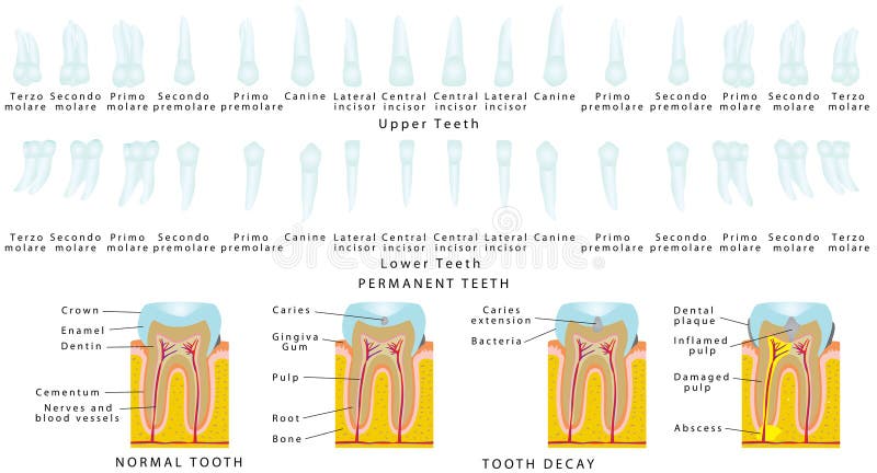 Permanent Teeth and Baby Teeth Stock Vector - Illustration of character ...