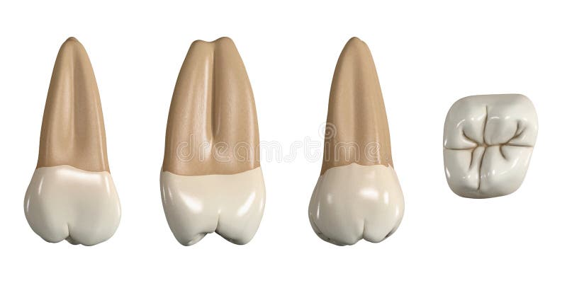 Permanent Molar Tooth 3d Illustration Stock Illustrations – 195 ...