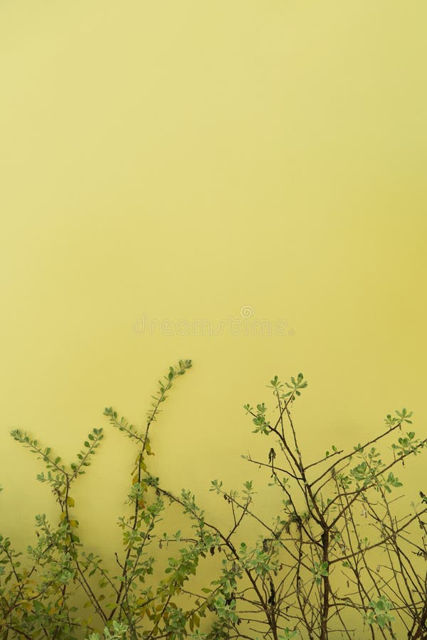 Permiso De La Rama Verde Con Pared De Cemento Amarillo Imagen de ...