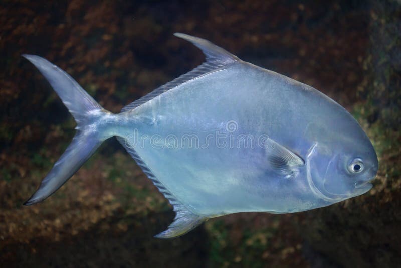 Atlantic Permit - Fly Fishing Stock Image - Image of spill, loop: 40179355