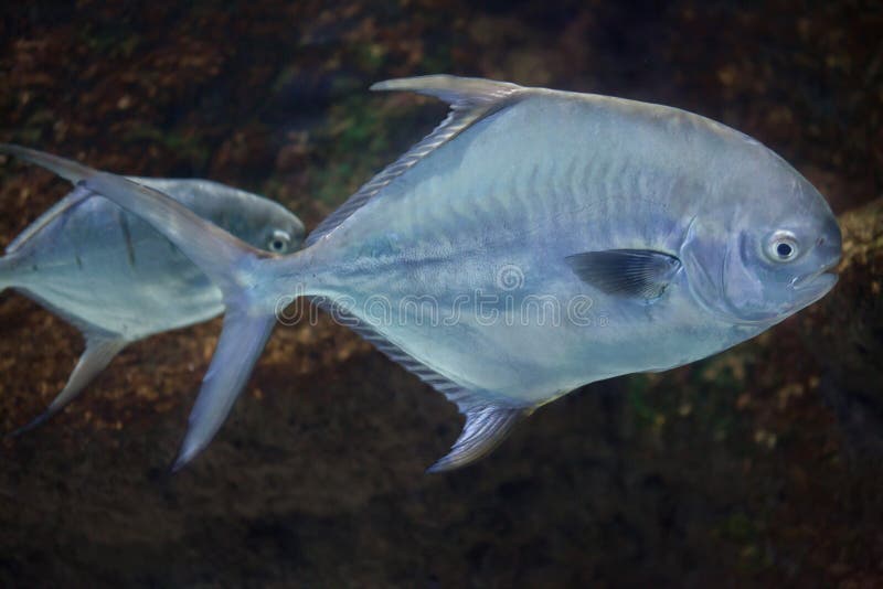 Atlantic Permit - Fly Fishing Stock Image - Image of spill, loop: 40179355