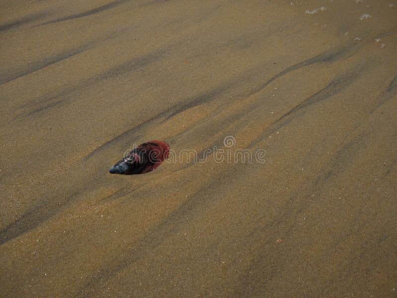 Perna Perna, the Brown Mussel on the Beach Stock Image - Image of wood ...