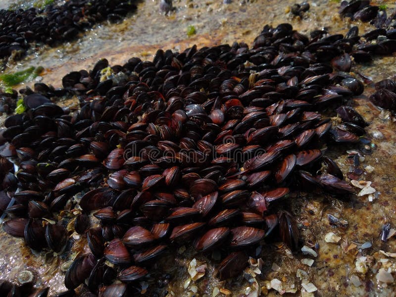 Brown Mussel Shell with Attached Coralline Seaweed Stock Photo - Image ...
