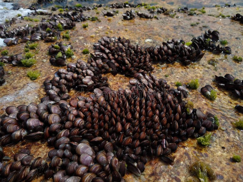 Brown Mussel Shell with Attached Coralline Seaweed Stock Photo - Image ...