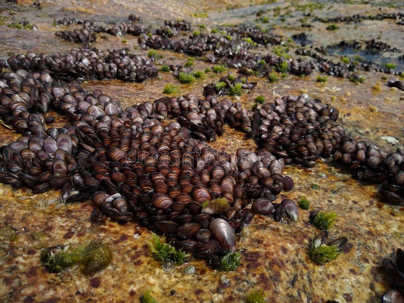 Brown Mussel Shell with Attached Coralline Seaweed Stock Photo - Image ...