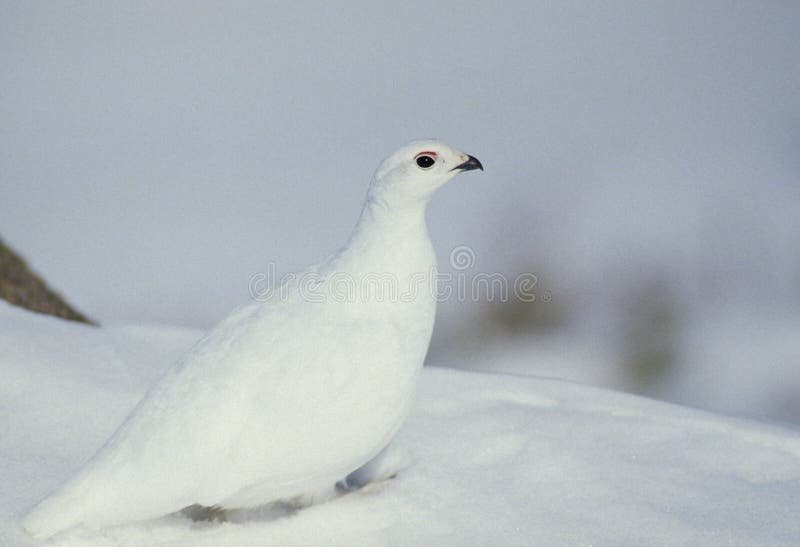 L'uccello Della Pernice Bianca Della Neve Segue L'inverno Canada Rocky ...