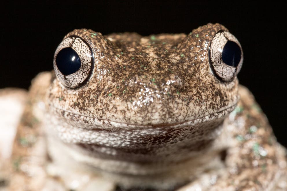 Peron`s Tree Frog stock photo. Image of australian, peronii - 192303534