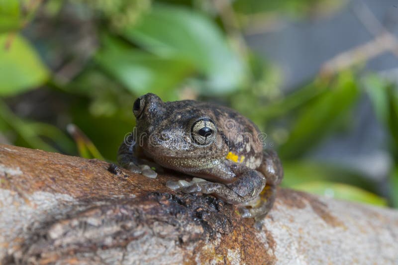 Peron`s Tree Frog stock photo. Image of native, australia - 179106734