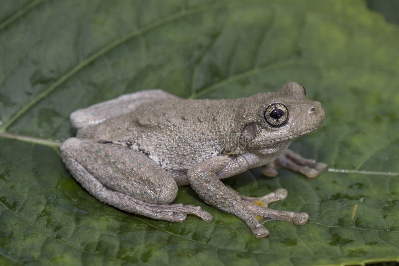 Peron`s Tree Frog stock photo. Image of peron, emerald - 206971894