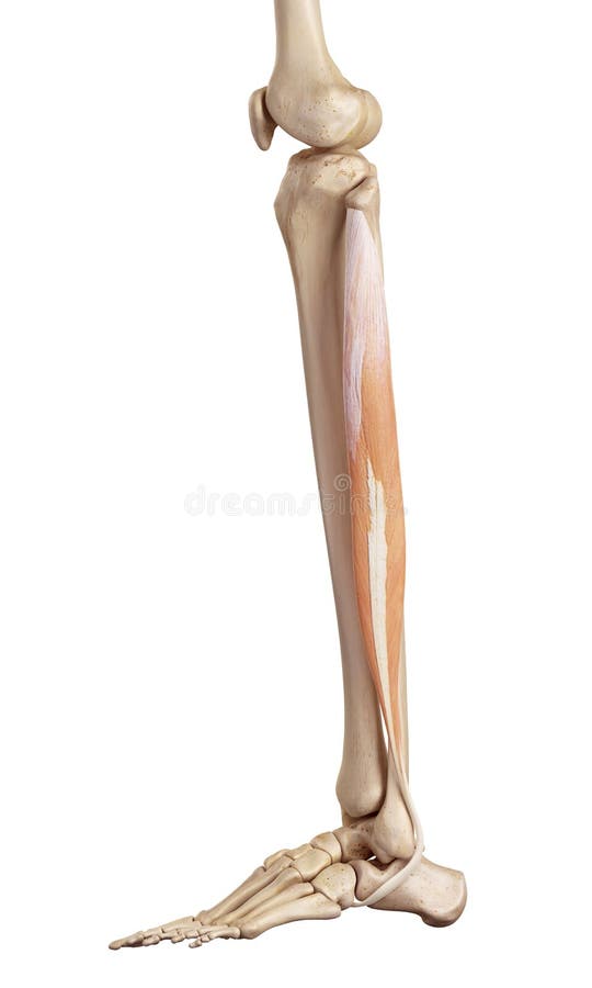 The tibialis anterior stock illustration. Illustration of biology ...