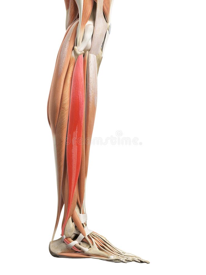 The peroneus longus stock illustration. Illustration of health - 58450755