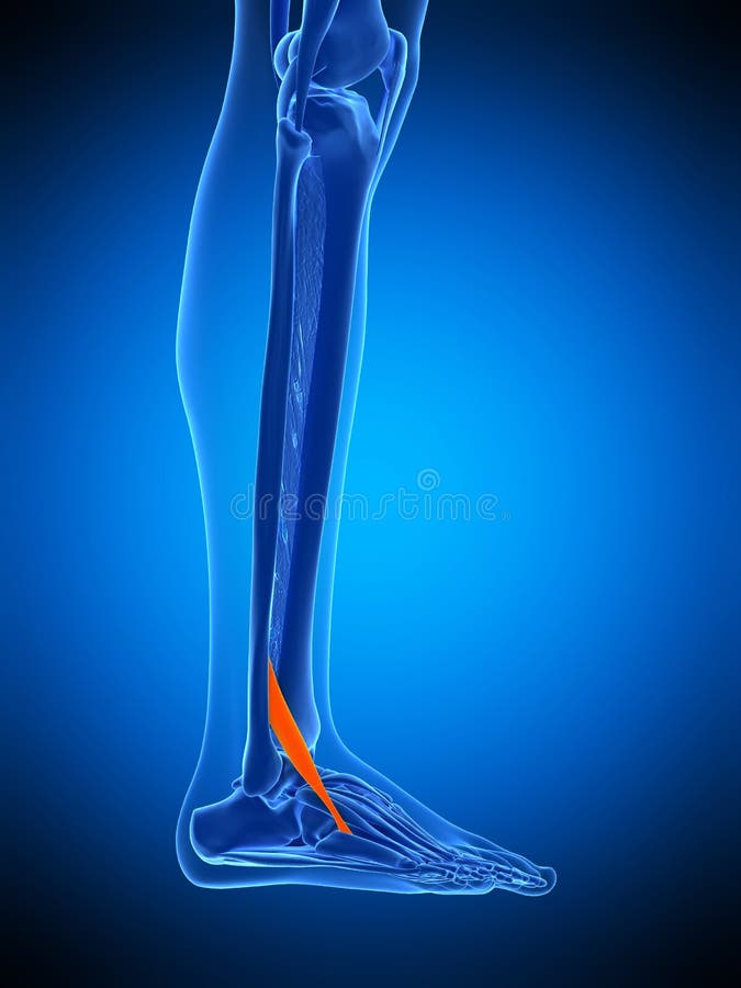 Peroneus tertius stock illustration. Illustration of medical - 168622995