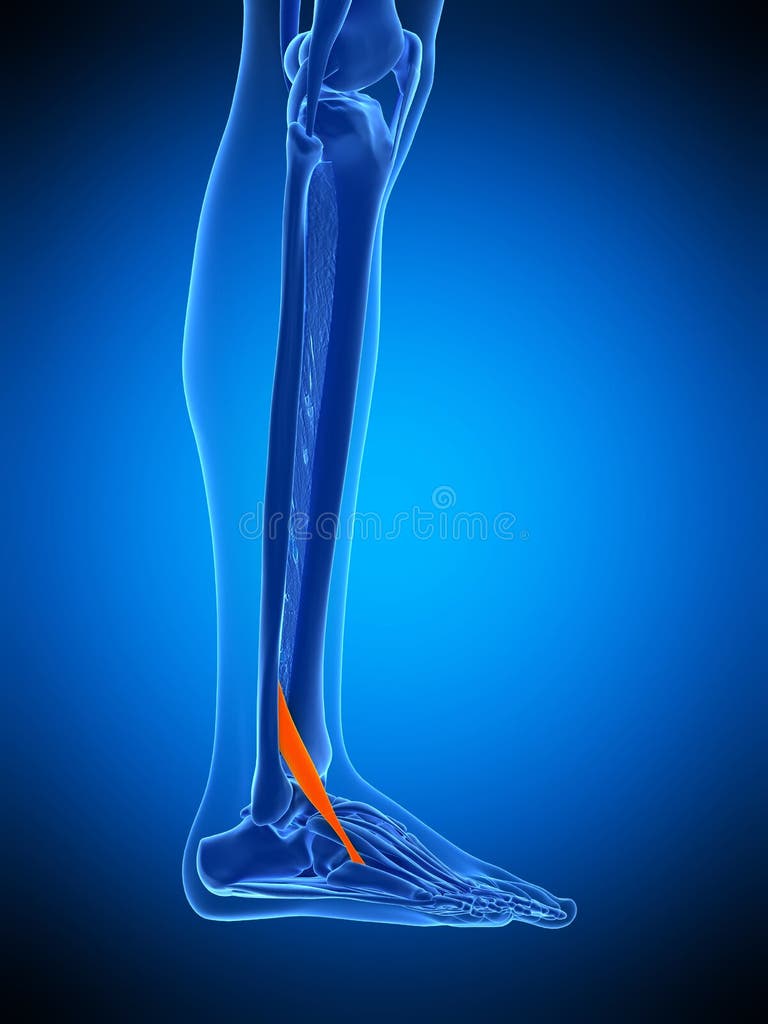 Peroneus Stock Illustrations – 444 Peroneus Stock Illustrations ...