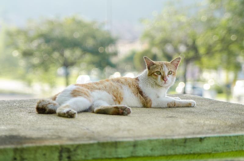Perplexed stock image. Image of feline, resting, small - 92570469