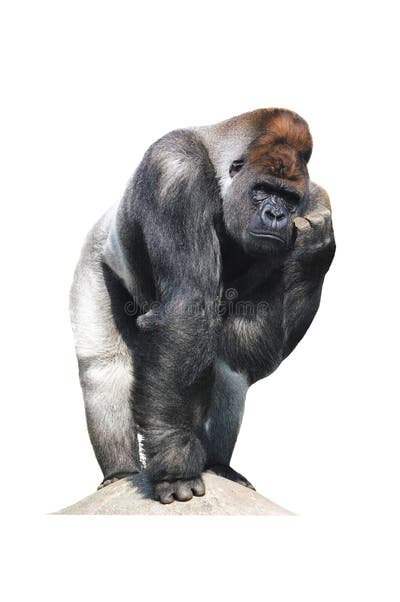Perplexed gorilla stock image. Image of expression, like - 8015251