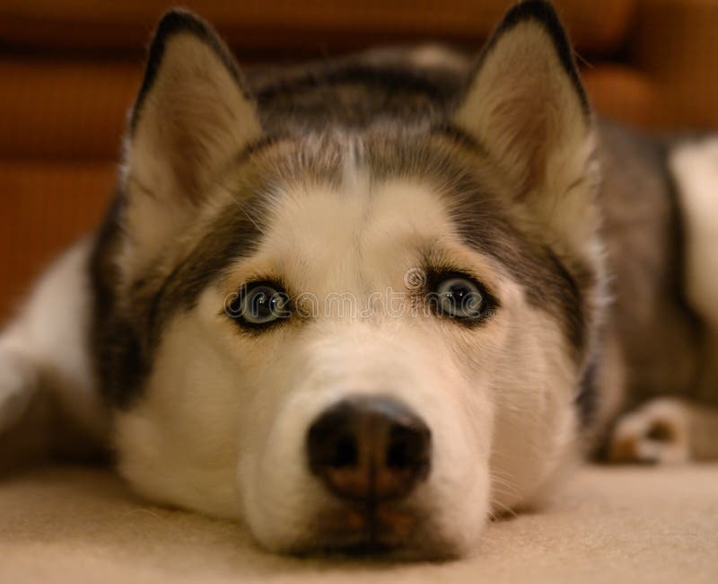 104 Perplexed Dog Stock Photos - Free & Royalty-Free Stock Photos from ...