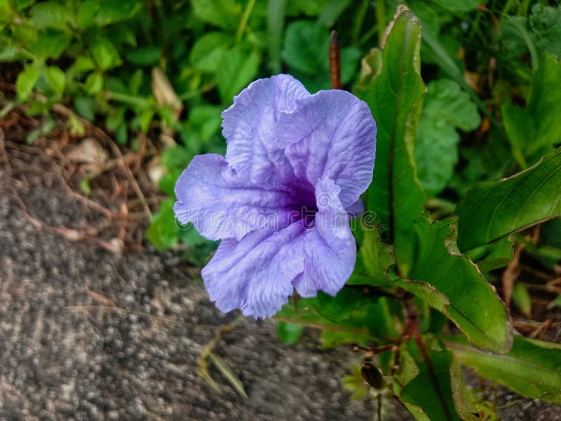 Perpule Flowers Stock Photos - Free & Royalty-Free Stock Photos from ...