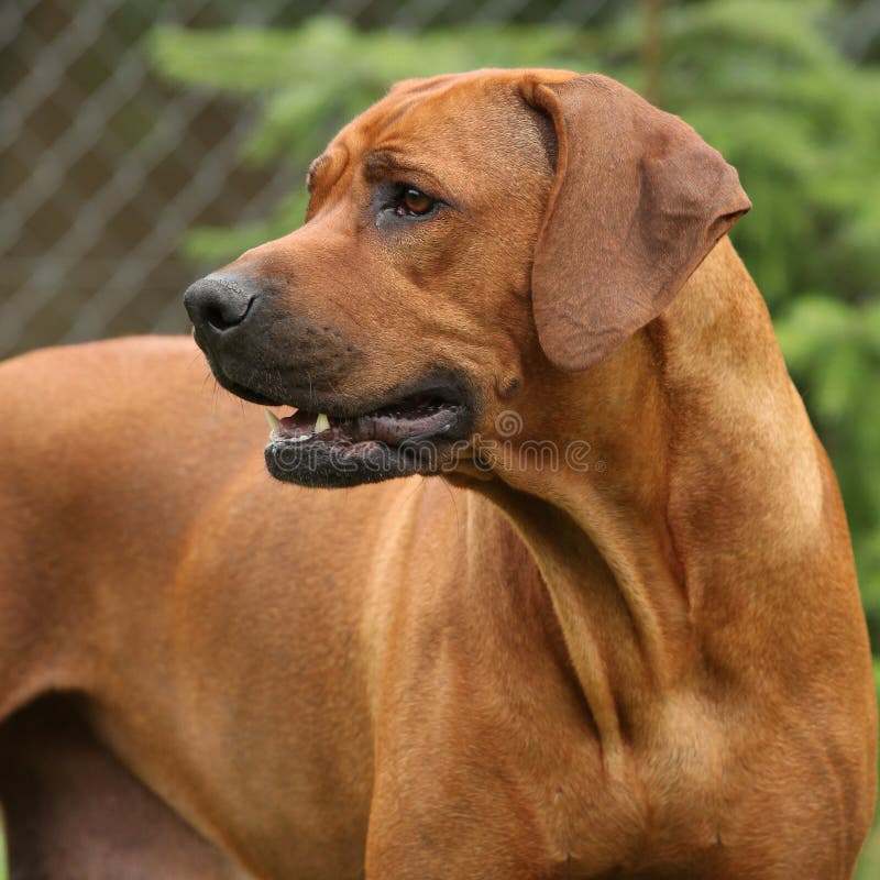 Perra Del Ridgeback De Rhodesian Con Los Perritos Foto de archivo ...