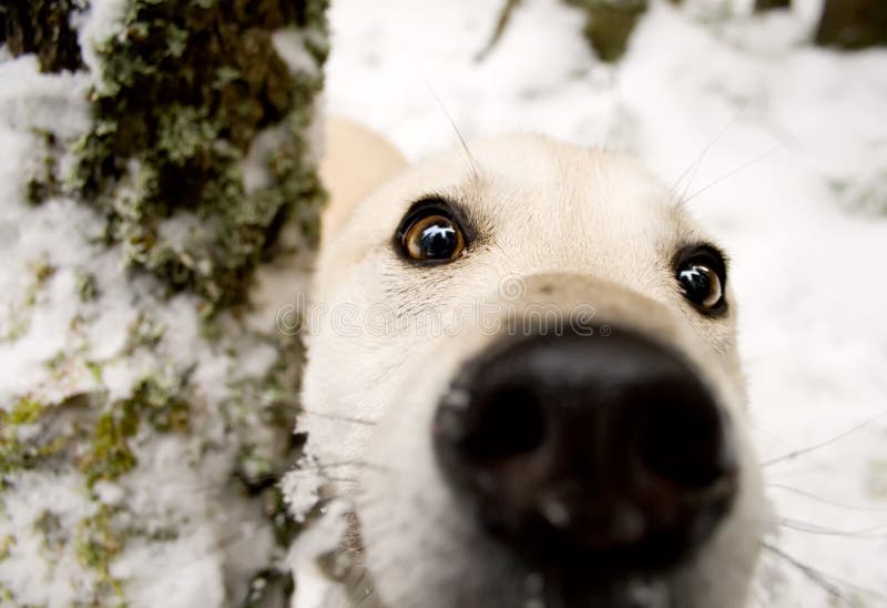 1,030 Perro Dudoso Fotos de stock - Fotos libres de regalías de Dreamstime