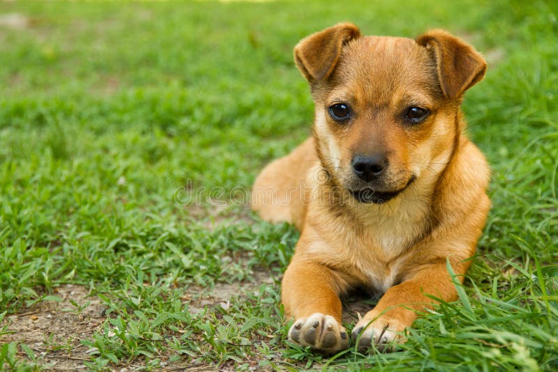 Perrito imagen de archivo. Imagen de resorte, amigo, mascota - 32031617