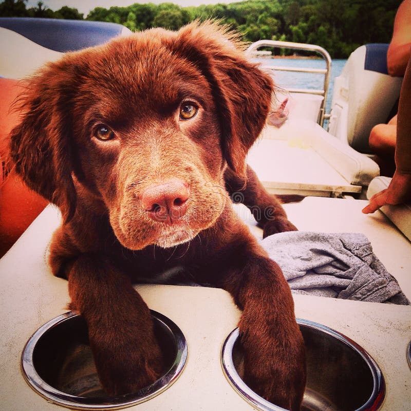 Perrito imagen de archivo. Imagen de piel, mirando, agobiante - 13551855
