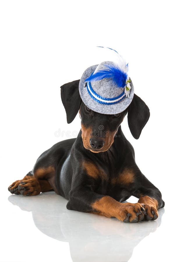 Perro borracho foto de archivo. Imagen de drinking, perro - 46693180