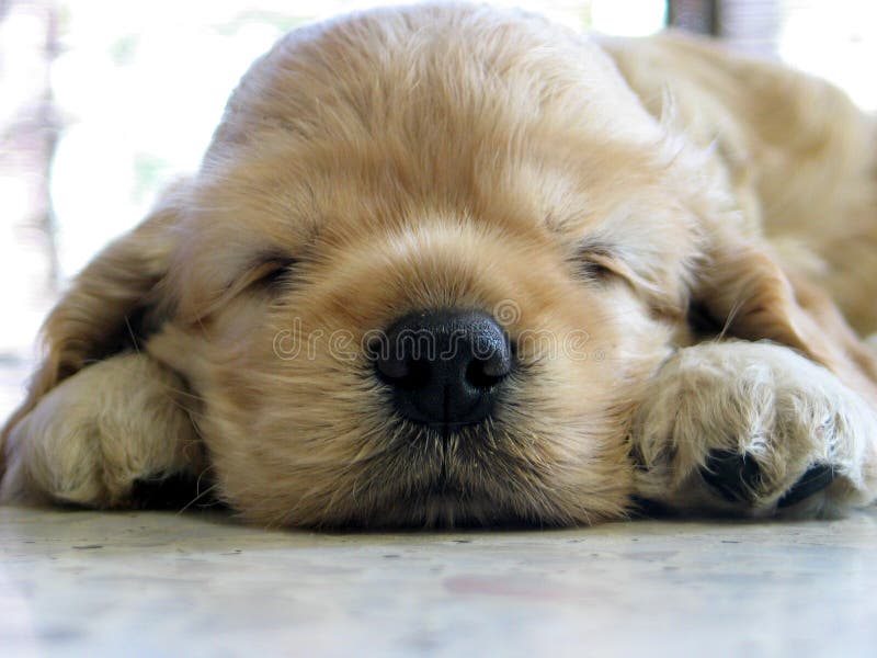 Perrito foto de archivo. Imagen de comodidad, suave, dormido - 96174