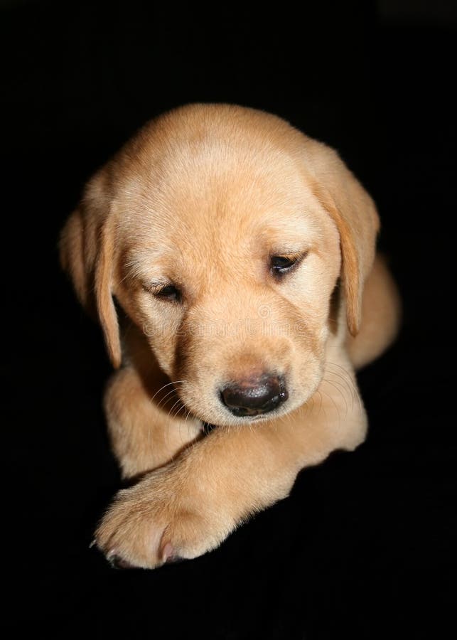 Perrito Puro De La Hembra De La Raza Del Perro Del Golden Retriever De ...
