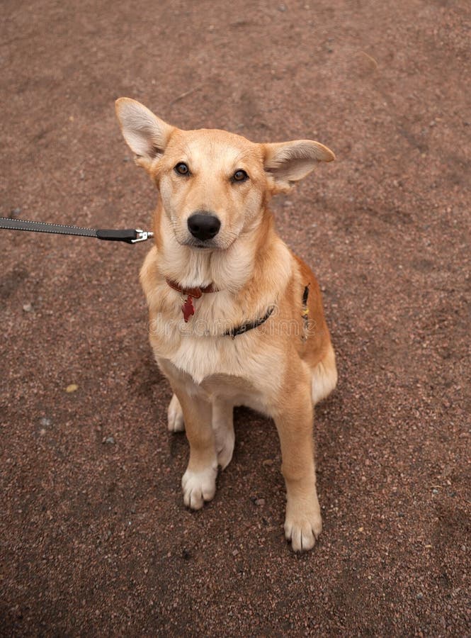 Perrito Amarillo Que Se Sienta En Azul Foto de archivo - Imagen de ...