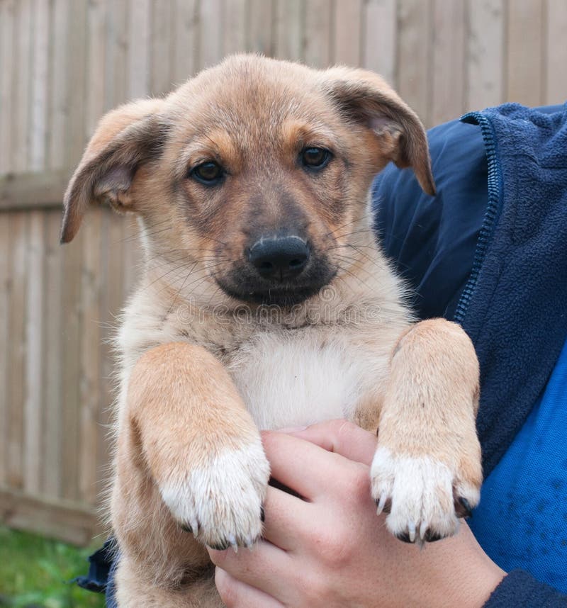 Perrito Amarillo En Una Corbata De Lazo Que Se Sienta En Azul Imagen de ...