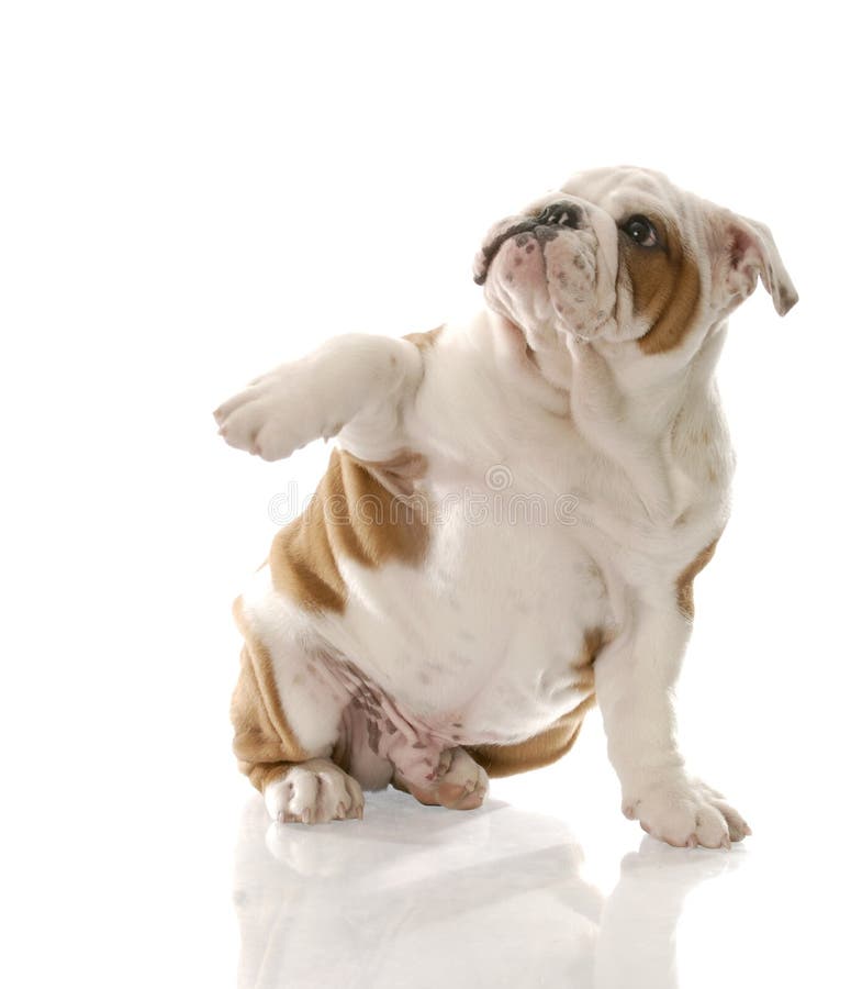 Perrito asustado foto de archivo. Imagen de intimide - 13452974