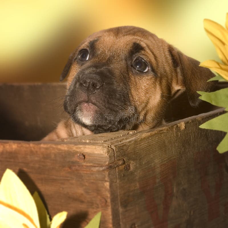 Perrito asustado foto de archivo. Imagen de crecimiento - 13452974