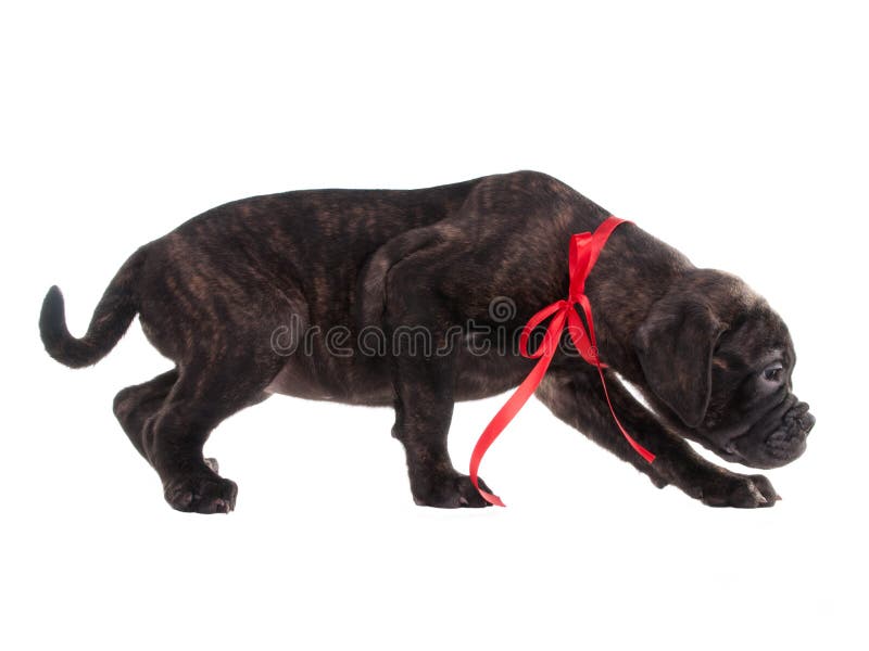 Perrito asustado cuidadoso foto de archivo. Imagen de humor - 23294240