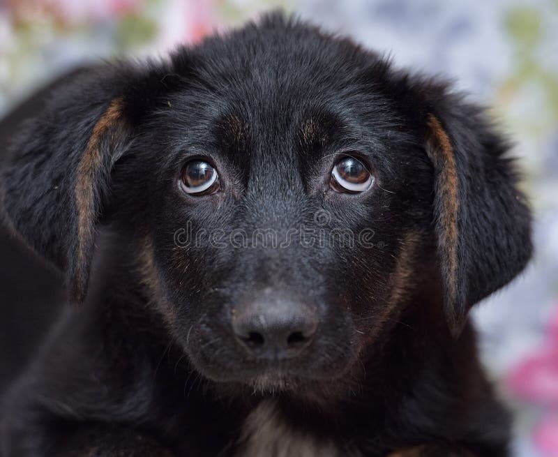 Perrito Asustado Del Chucho Foto de archivo - Imagen de negro, perros ...