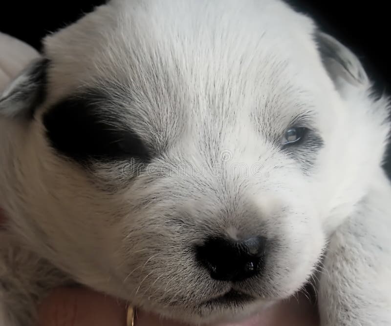 Perrito azul de Heeler foto de archivo. Imagen de amor - 109441938