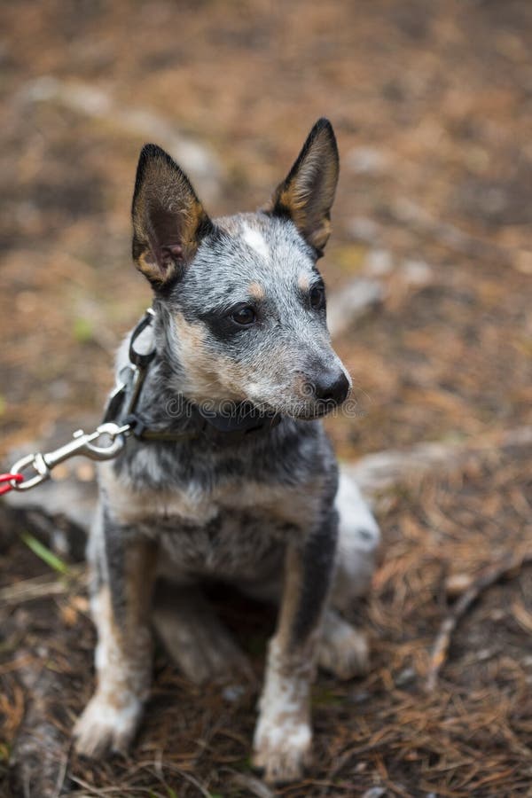 Perrito azul de Heeler foto de archivo. Imagen de bebé - 57958188