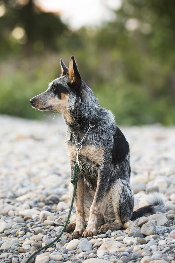 Perrito azul de Heeler imagen de archivo. Imagen de amigo - 63659919