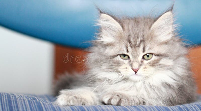 Perrito Azul De La Raza Siberiana Foto de archivo - Imagen de marioneta ...