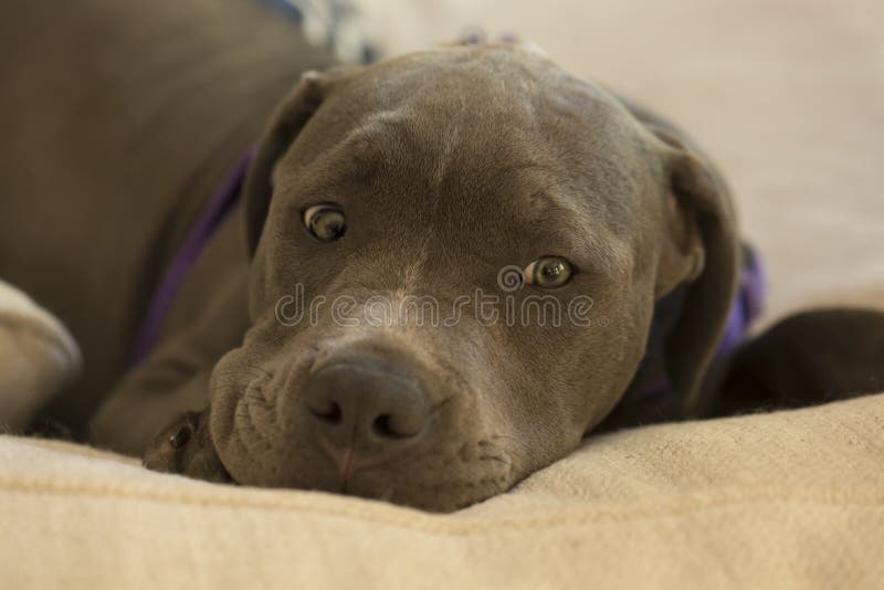 Perrito Azul De Pit Bull De La Nariz Imagen de archivo - Imagen de ...