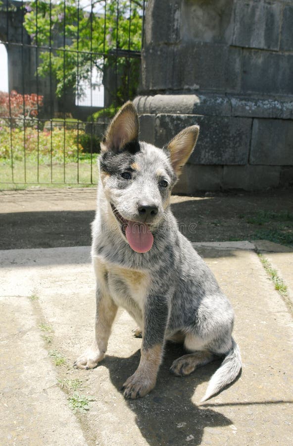 Perrito azul del heeler foto de archivo. Imagen de siéntese - 2179266