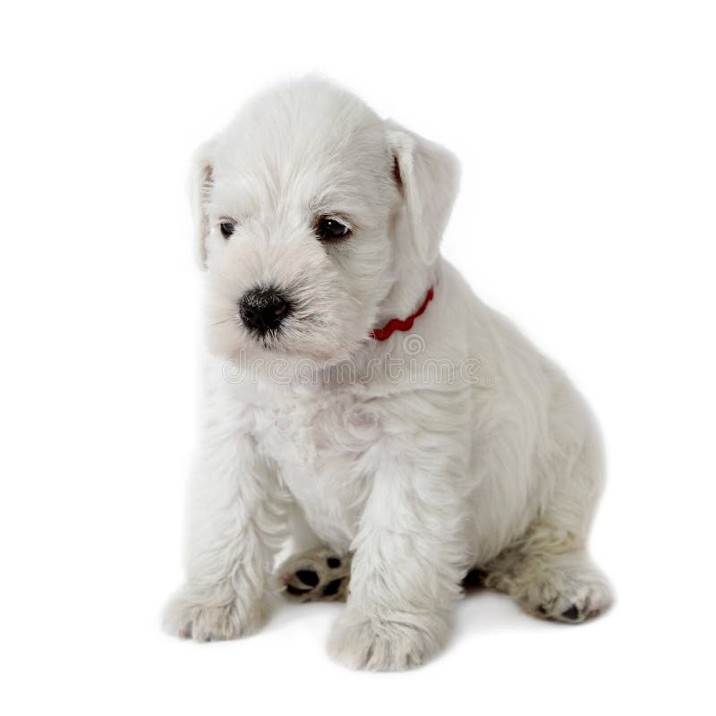 Perrito blanco imagen de archivo. Imagen de perro, hermoso - 16433397