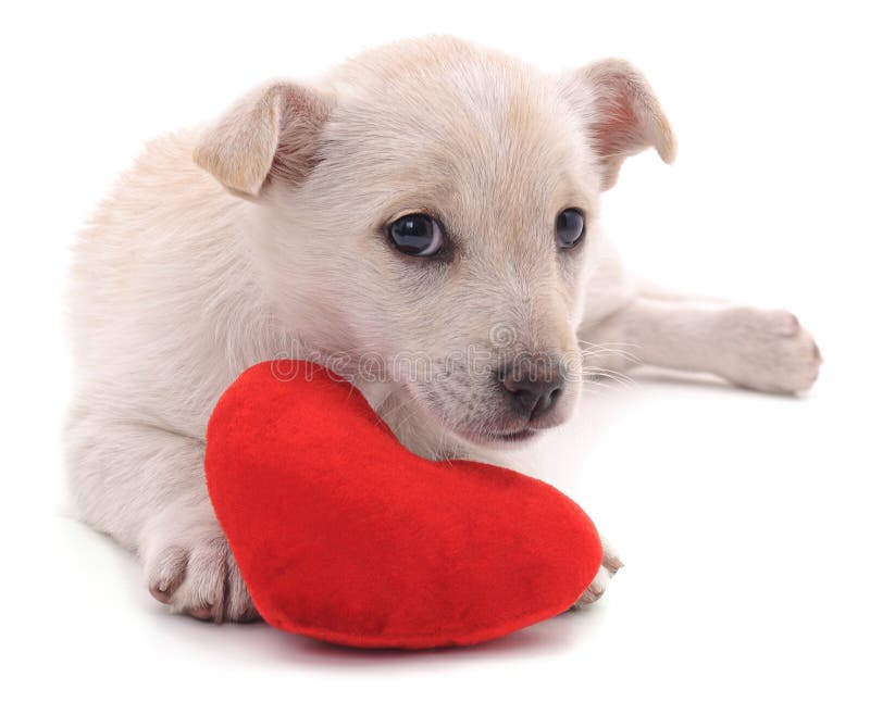Perrito Blanco Con El Corazón Foto de archivo - Imagen de forma ...