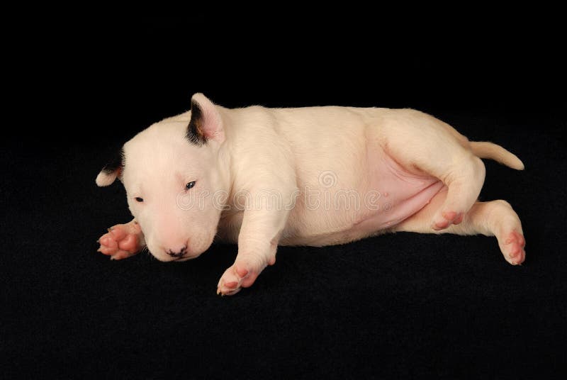 Perrito Blanco De Bull Terrier Sobre Fondo Negro Foto de archivo ...