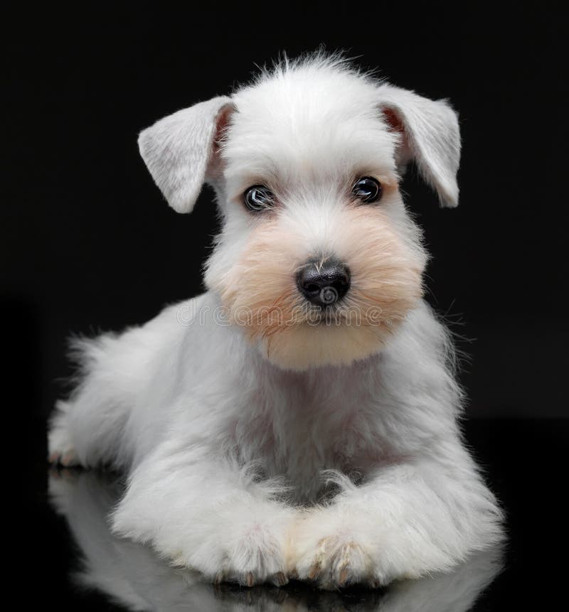 Perrito Blanco Del Schnauzer Miniatura Imagen de archivo - Imagen de ...