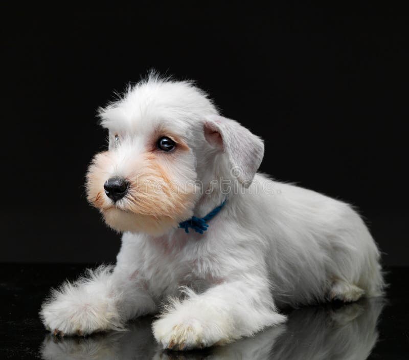 Perrito Blanco Del Schnauzer Miniatura Imagen de archivo - Imagen de ...