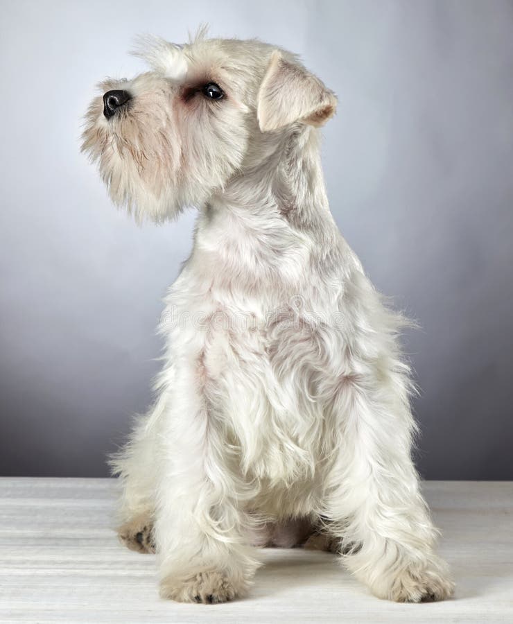 Perrito Blanco Del Schnauzer Miniatura Foto de archivo - Imagen de ...