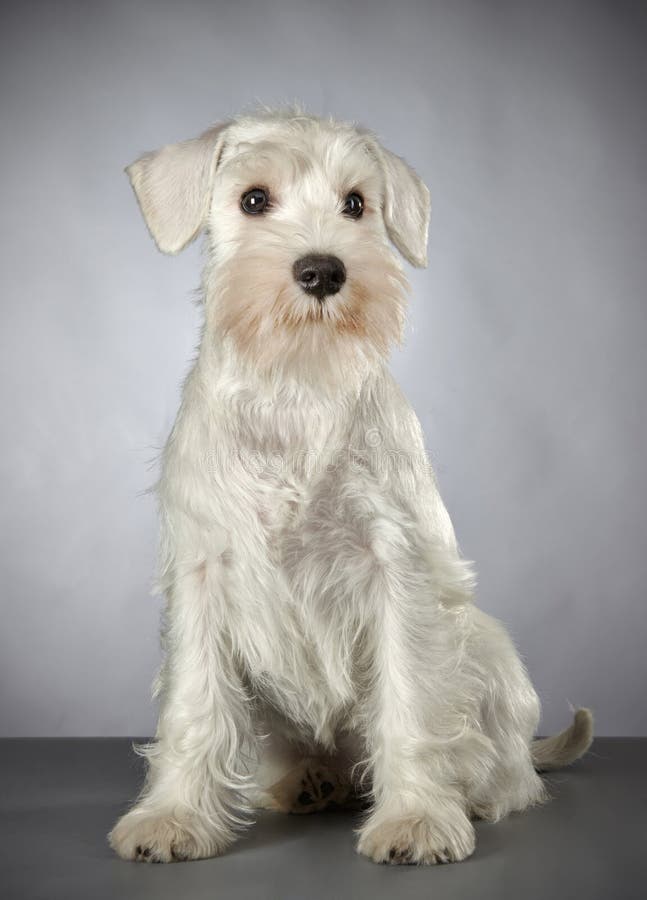 Perrito Blanco Del Schnauzer Miniatura Foto de archivo - Imagen de ...