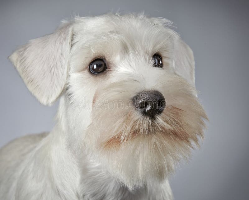 Perrito Blanco Del Schnauzer Miniatura Foto de archivo - Imagen de ...